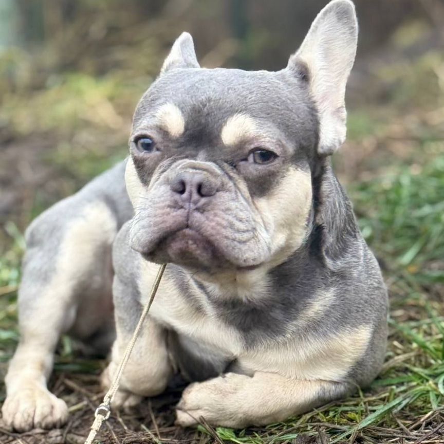 Французский бульдог, щенок