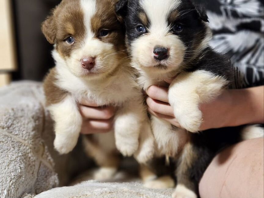 Детки аусси