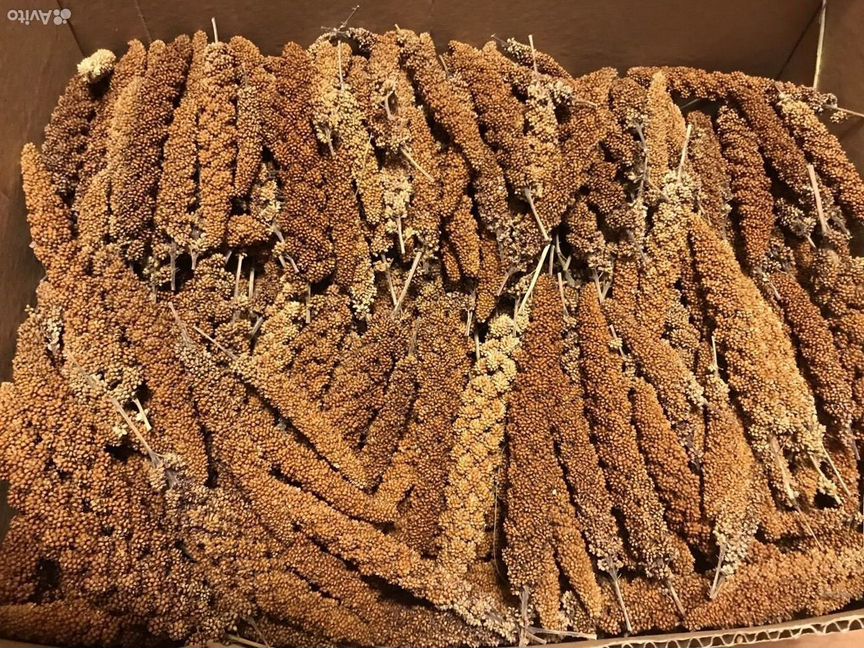 Колоски Чумизы