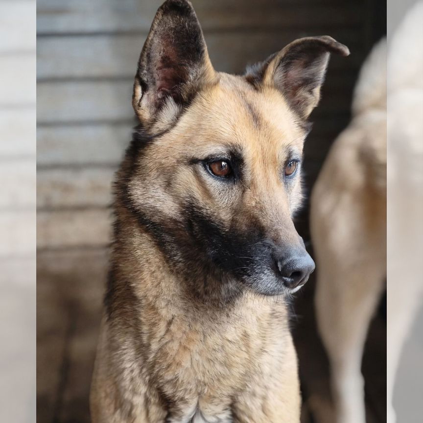 Взрослая собака в добрые руки