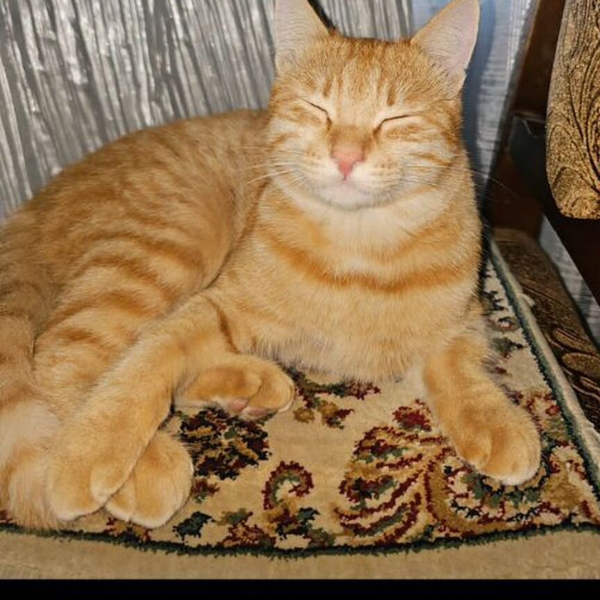 Ищем кошку