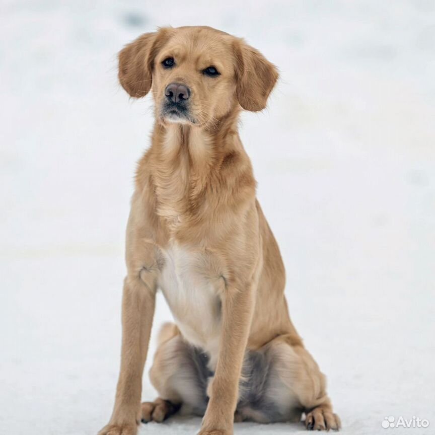 Собака в добрые руки отдам бесплатно