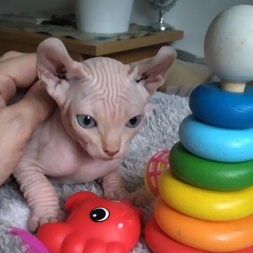 Канадский сфинкс котенок