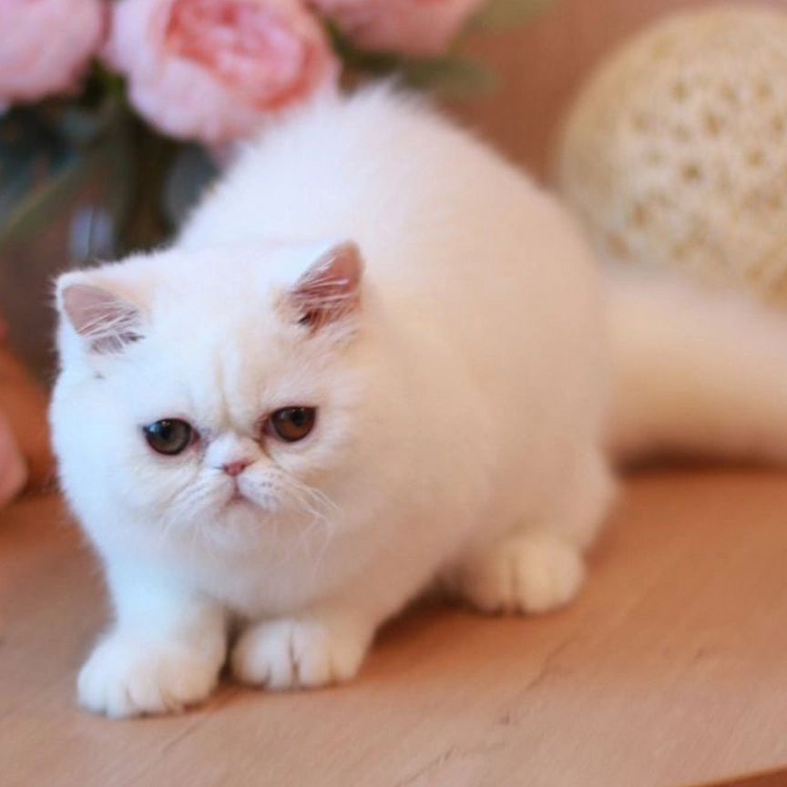 Экзотическая короткошерстная кошка