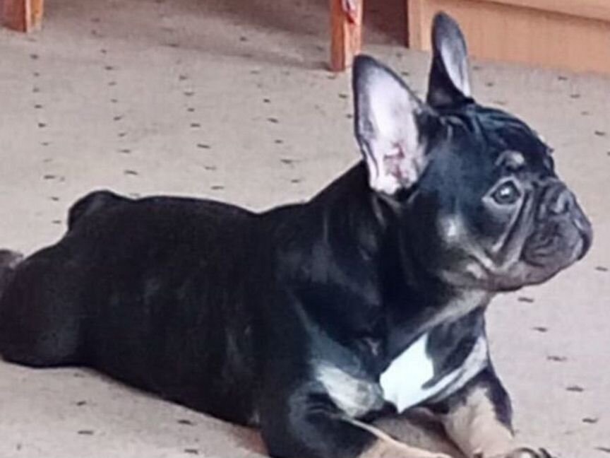 Французский бульдог