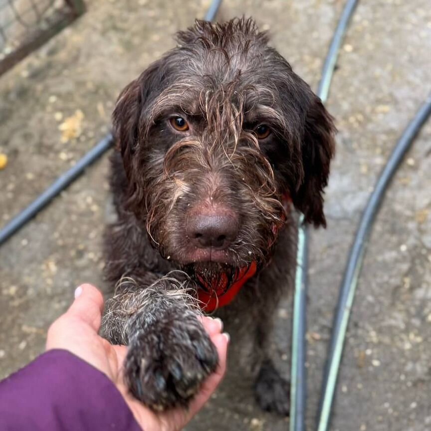 Взрослая собака в добрые руки