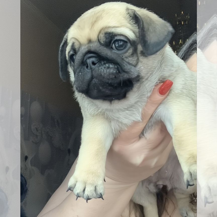 Мопс, щенок