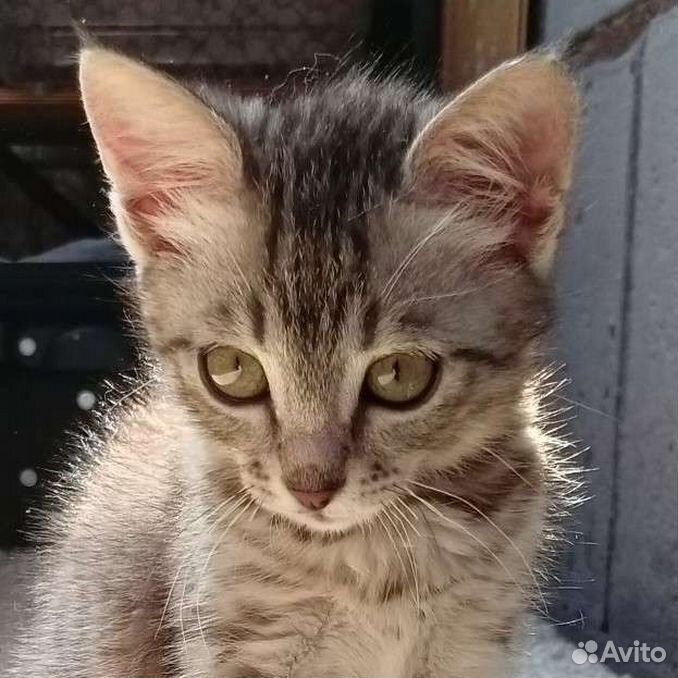 Котенок кошечка лучшему человеку в дар