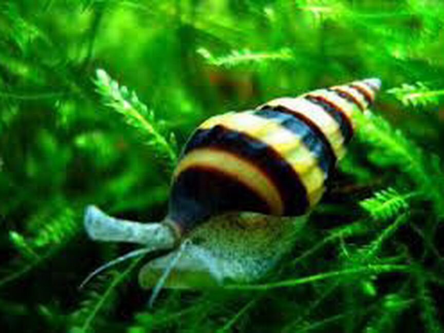 Улитки Хелена бесплатно