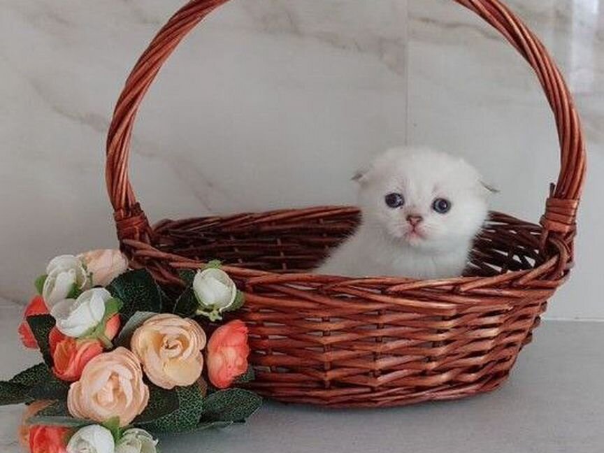 Шотландские вислоухие котята