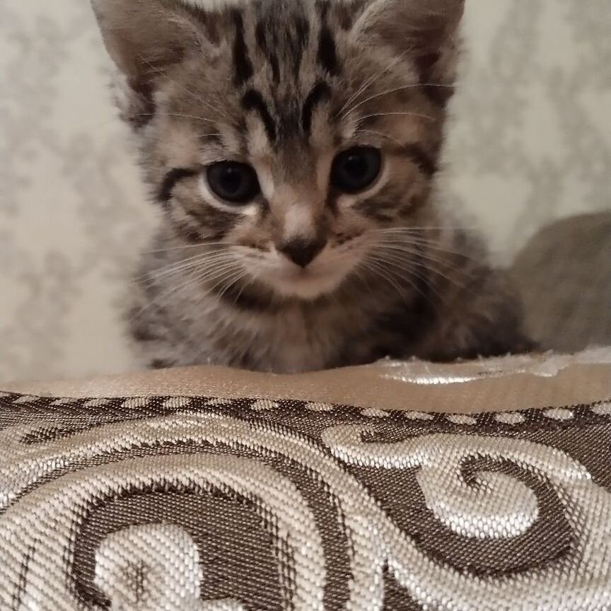Котёнок