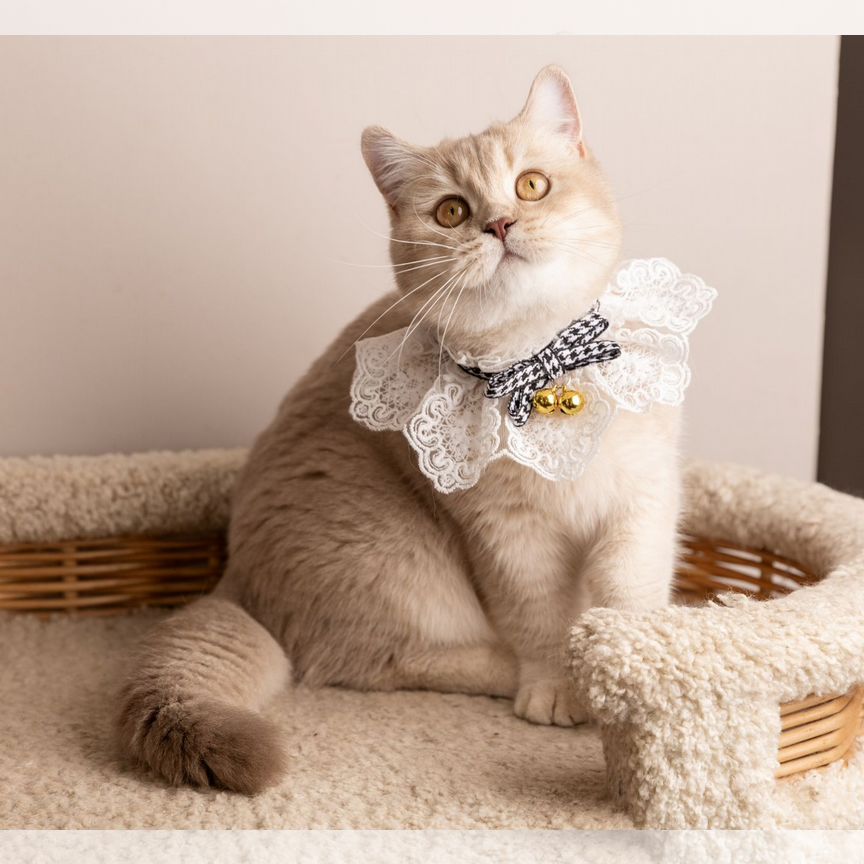 Британская короткошёрстная, взрослая кошка