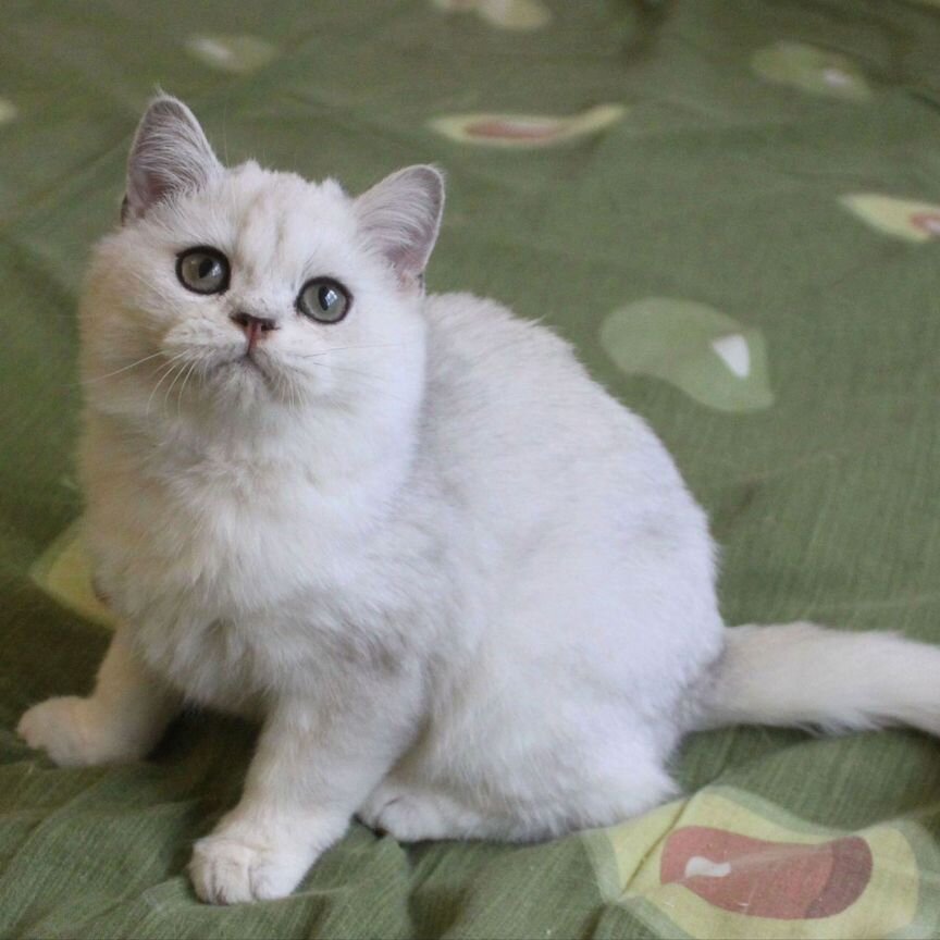 Плюшевый мальчишка