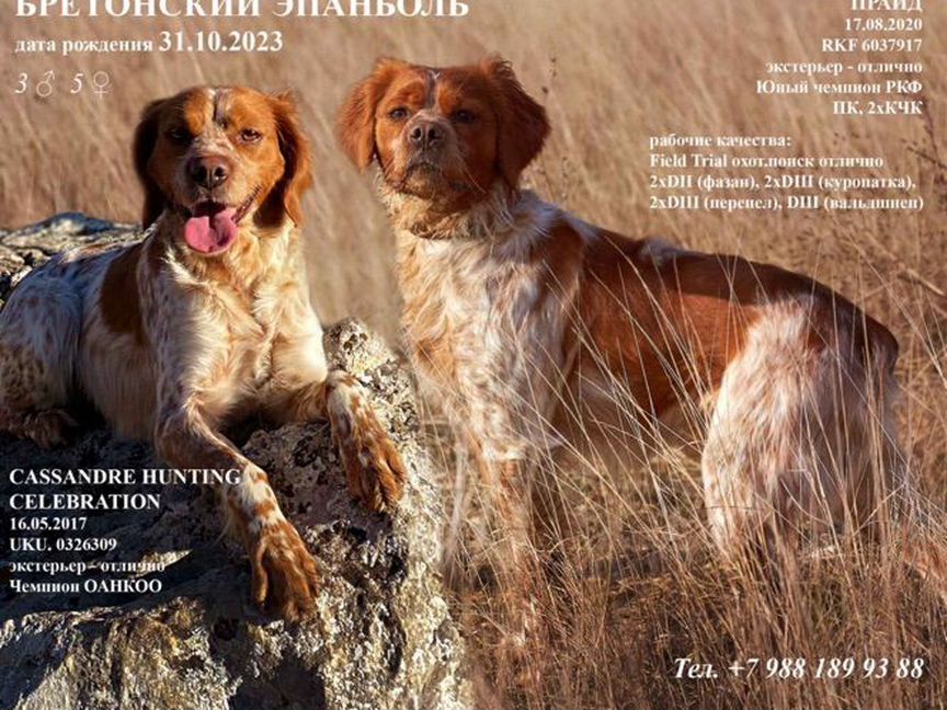 Бретонский эпаньоль щенки