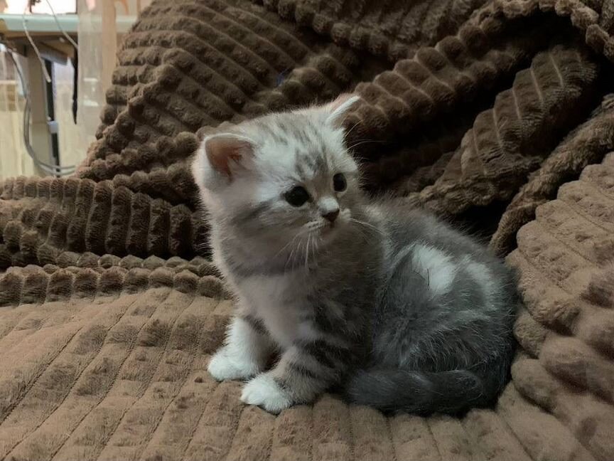 Шотландские прямоухие котята