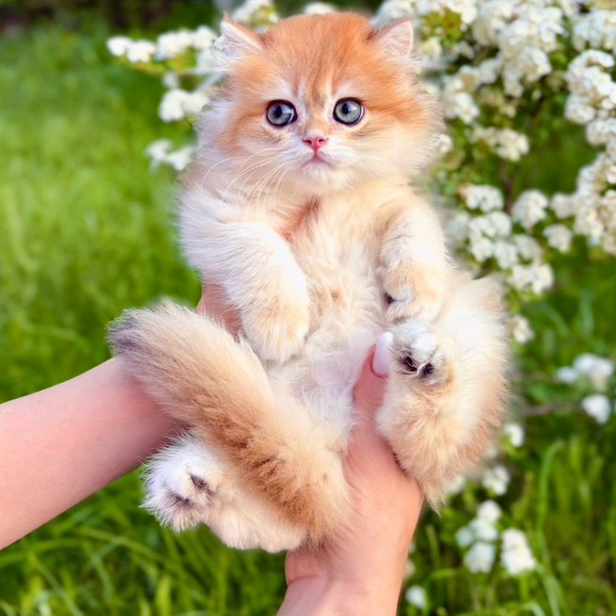 Котята золотая шиншилла