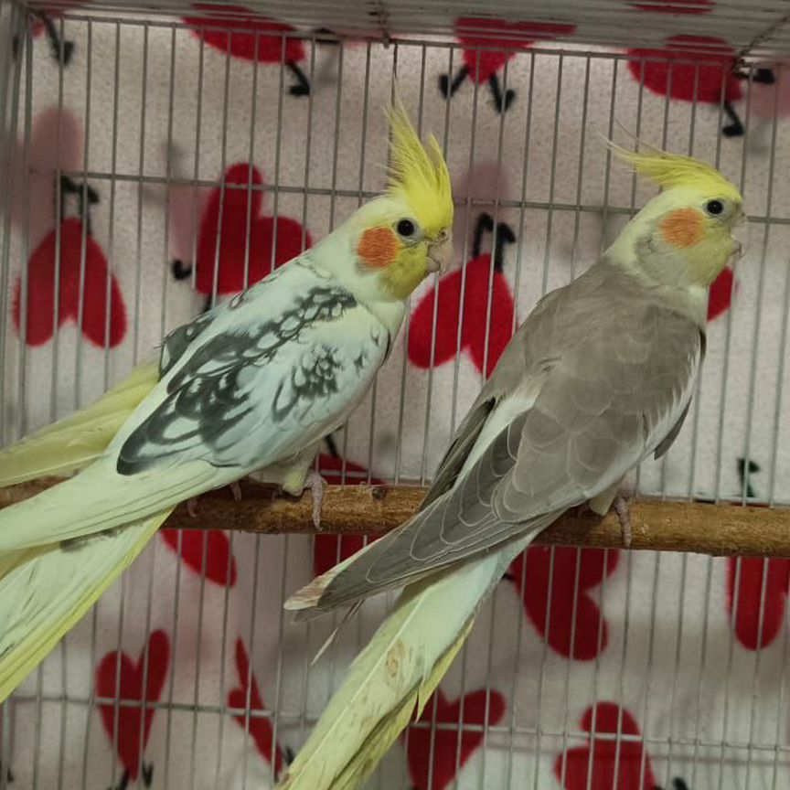 Попугай корелла от говорящих родителей