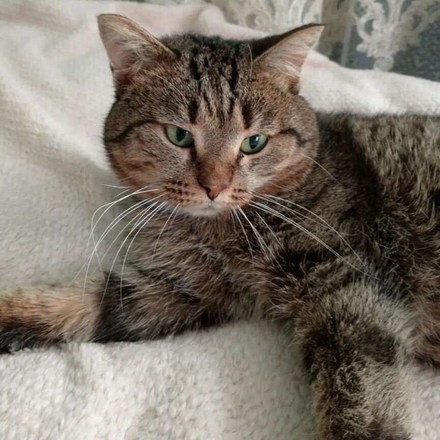 Взрослый кот в добрые руки