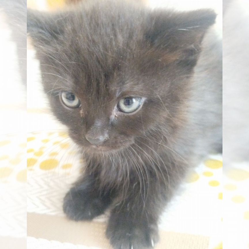 Донской сфинкс котёнок