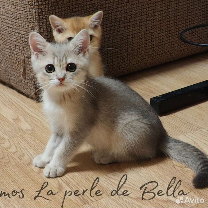 Космический котик с окрасом ay11