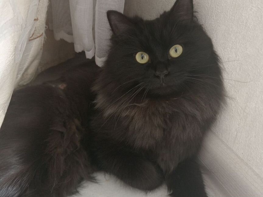 Кошка в дар бесплатно