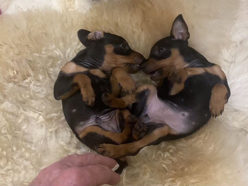 Цверг пинчер