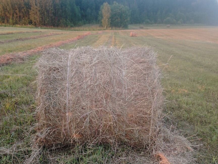 Продам сено в рулонах