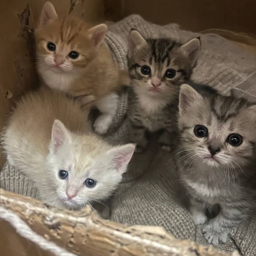 Котята в добрые руки 1 месяц