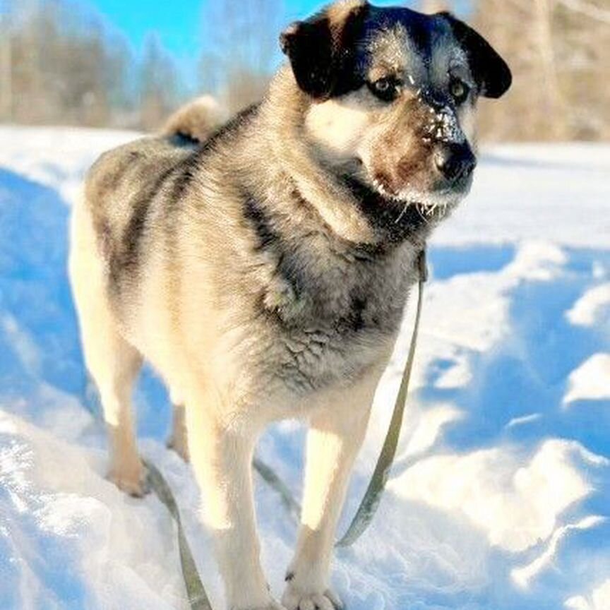 Красавица Чоппа в самые любящие руки