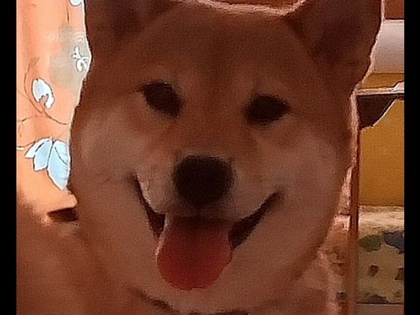 Отдам сибу в совладение