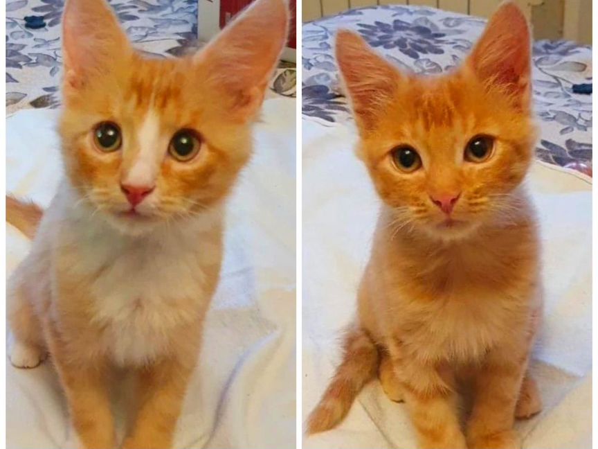Котята рыжие в добрые руки бесплатно
