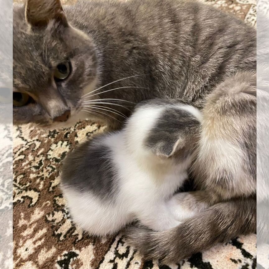 Котенок