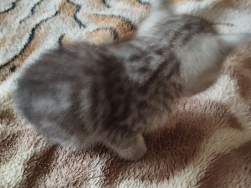 Продам котёнка. Шотландской породы