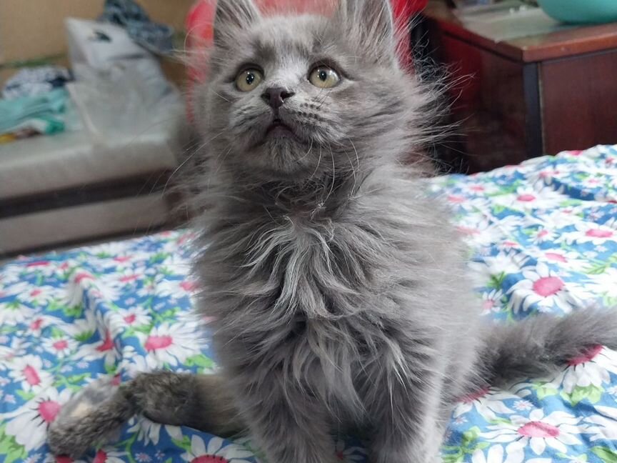 Грэй (2,5 месяца)