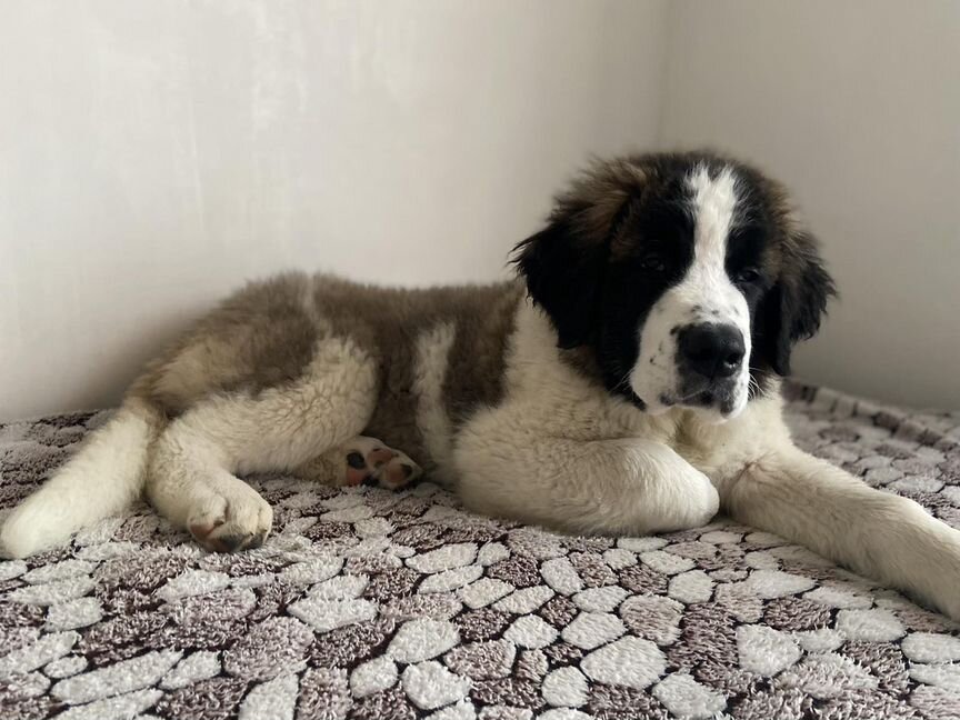 Московская сторожевая