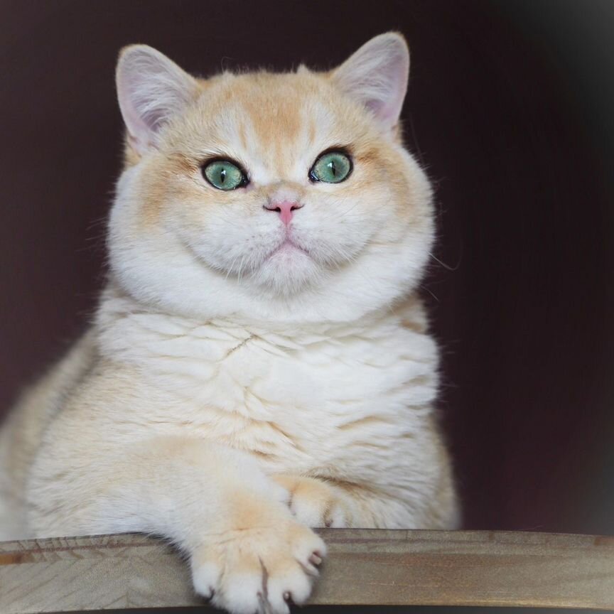 Британский котик от Чемпионов