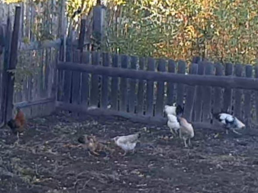 Куры петухи