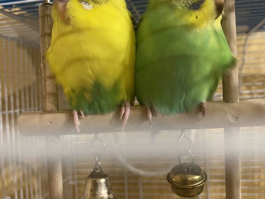 Бронь Птенцы попугая. Волнистый попугай