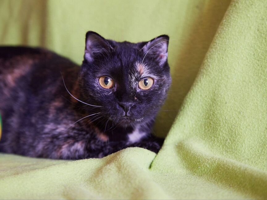 Кошка Нюша помесь шотландской