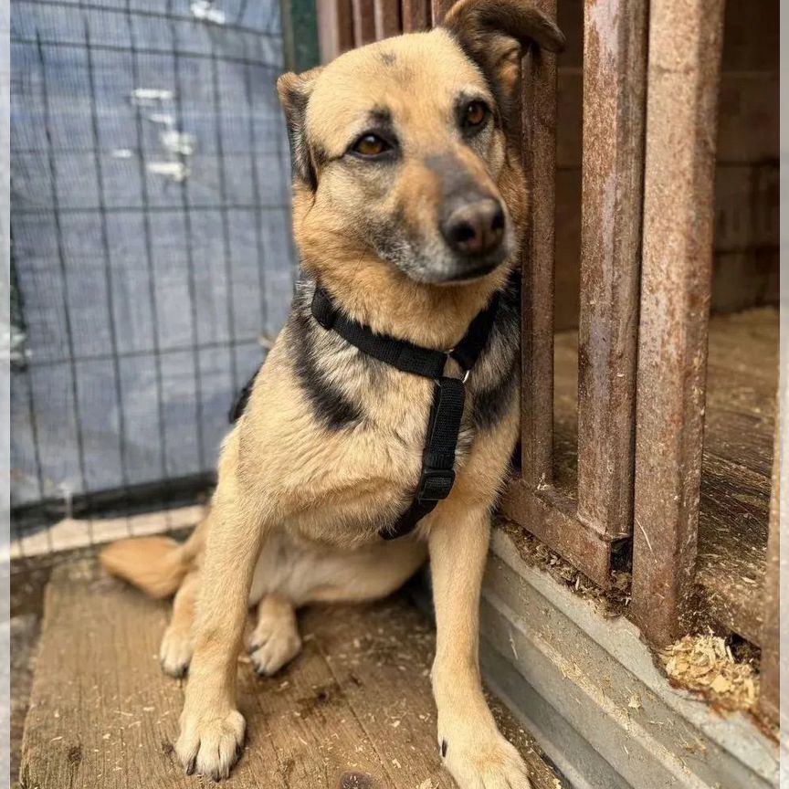 Взрослая собака в добрые руки