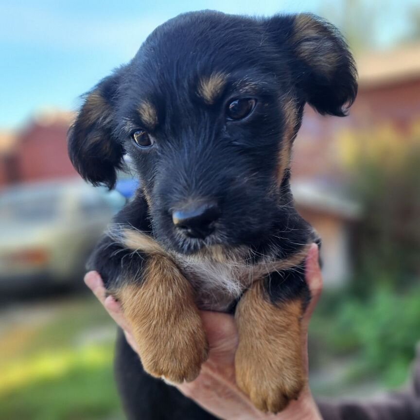 Малышка коротколапик в добрые руки