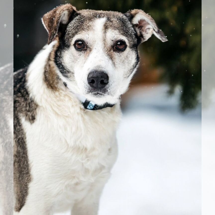 Взрослая собака в добрые руки