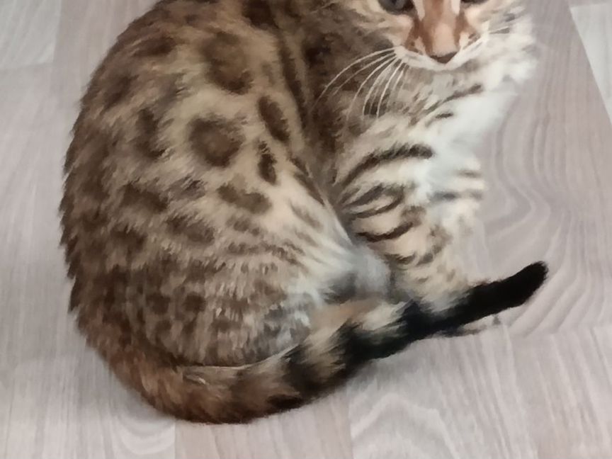 Продажа котенка