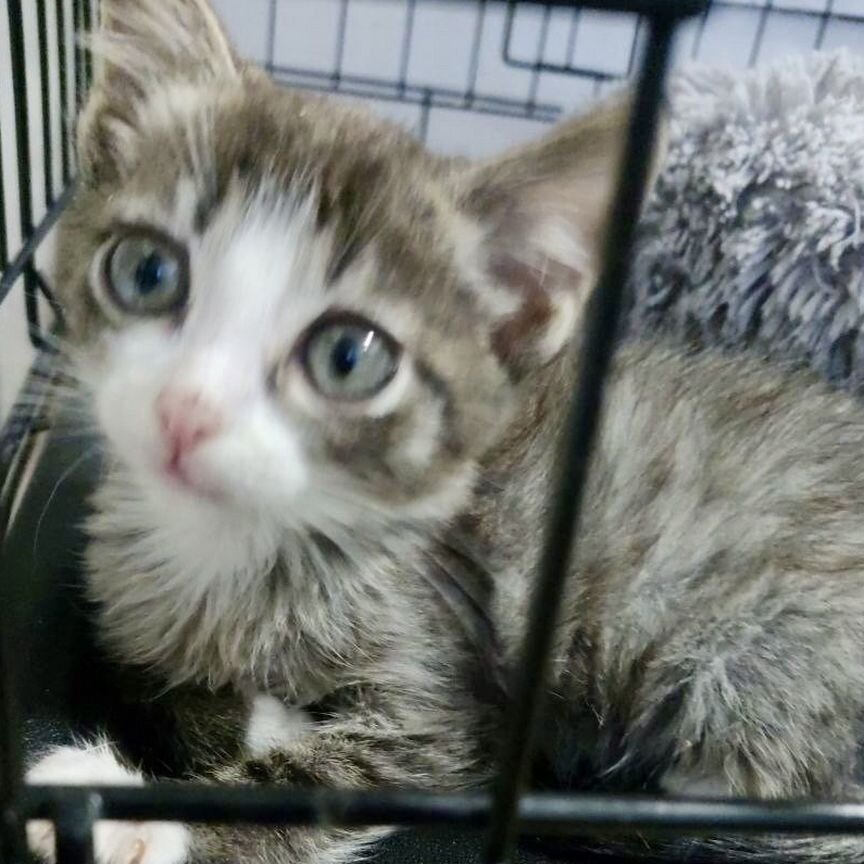 Британский короткошёрстный котёнок