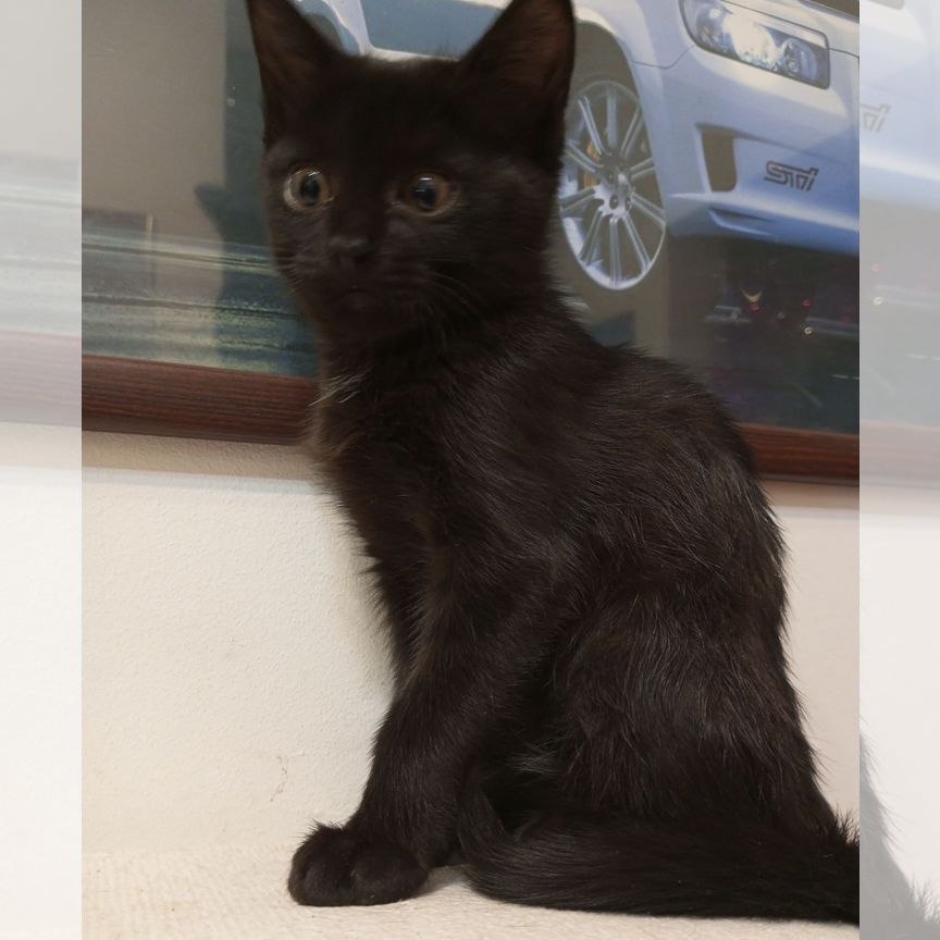 Котёнок черный мальчик