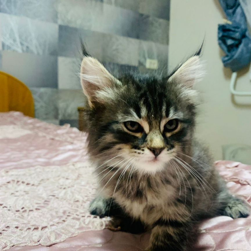 Кошечка 1,5 месяца