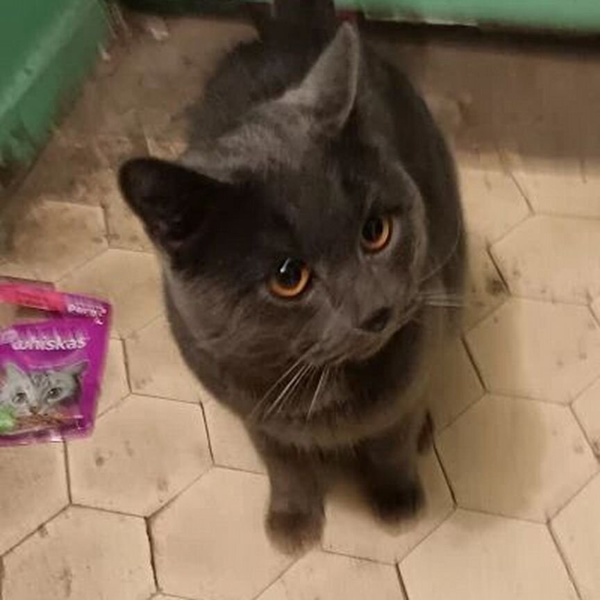 Британский короткошёрстный, взрослый кот