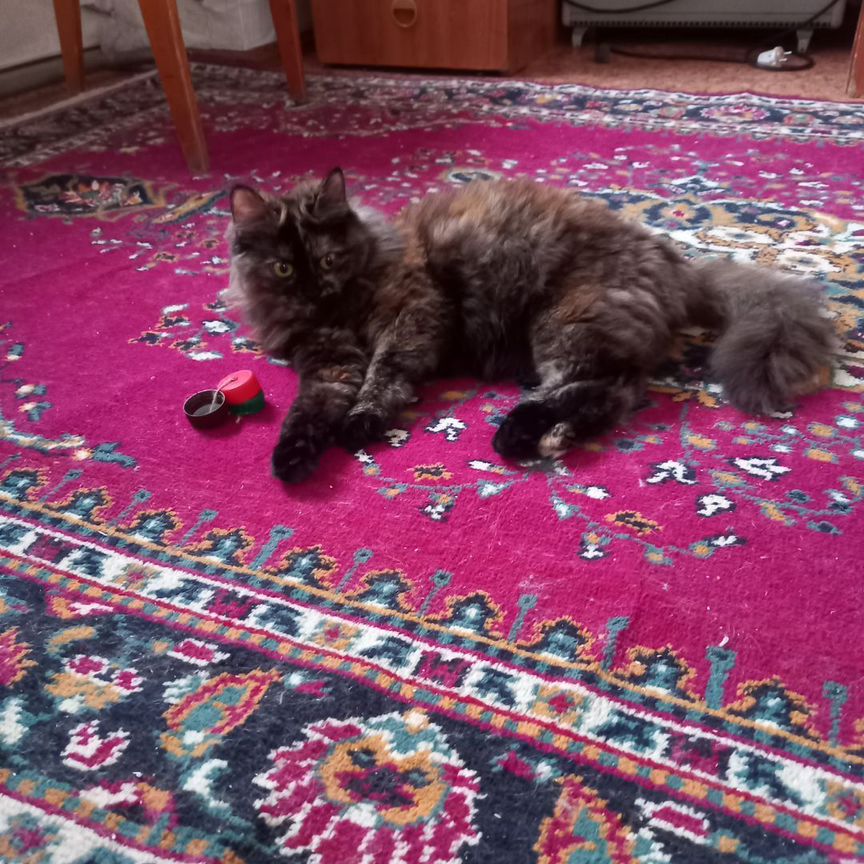 Кошечки - подростки