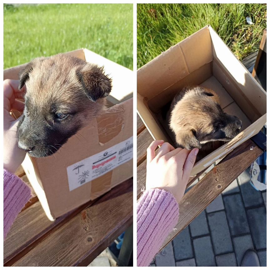 Маленький крошка мечтает о Доме