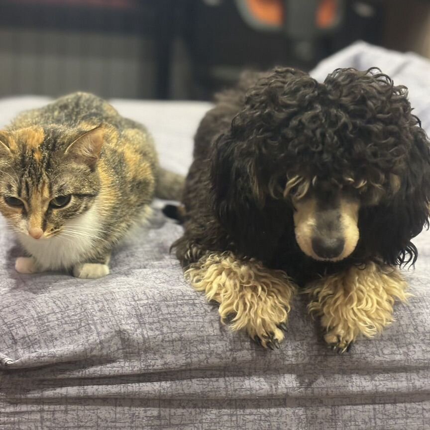 Взрослая, Девочка кошка в добрые руки